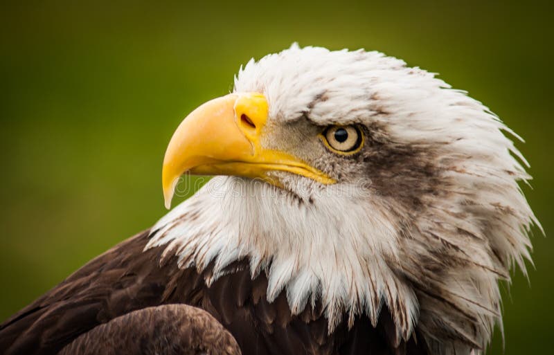 Occhio di aquila serio fotografia stock. Immagine di occhio - 150461140