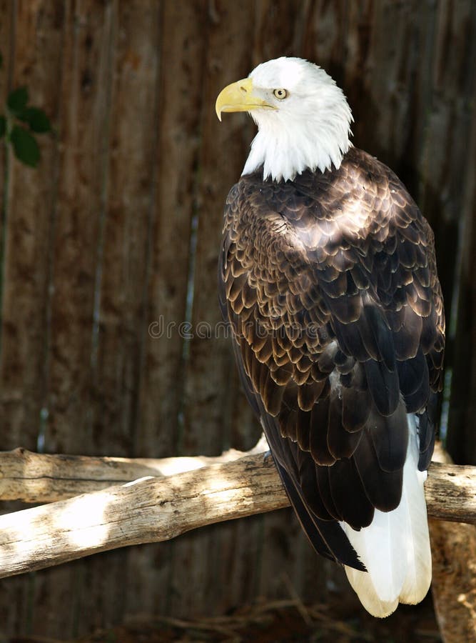 216 Aggressive Bald Eagle Stock Photos - Free & Royalty-Free Stock ...