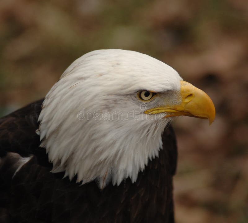 Eagle Eye stock photo. Image of isolated, head, animal - 90126556