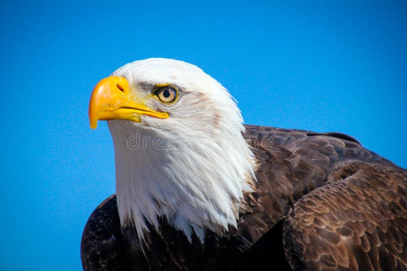 Eagle Eye stock photo. Image of head, beak, sharp, american - 52737522