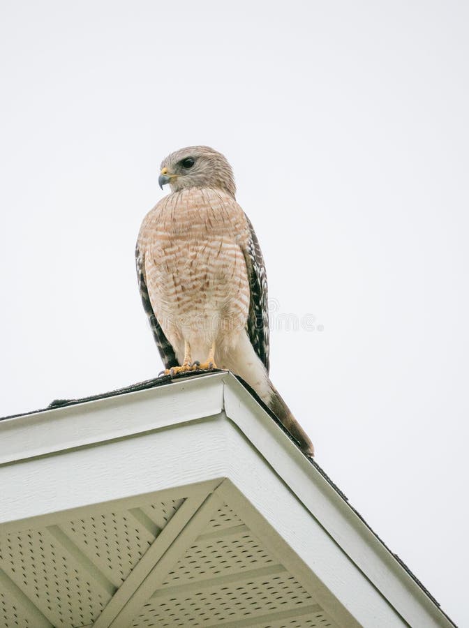 Eagle eyes stock photo. Image of park, look, purple - 142461478