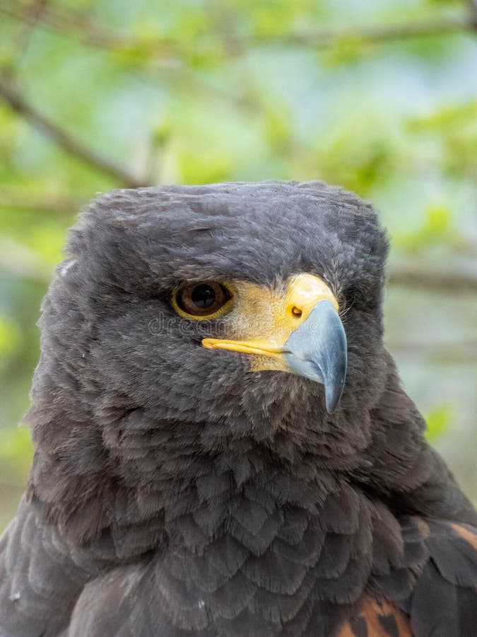 Eagle eyes and head stock image. Image of head, animal - 260658451
