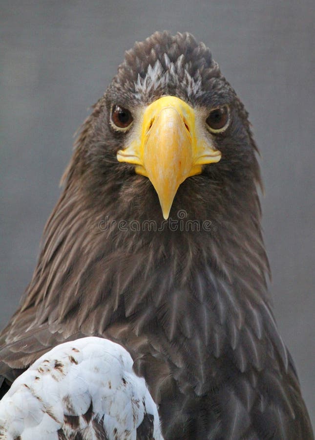 Eagle Face stock photo. Image of animal, details, avian - 42620388