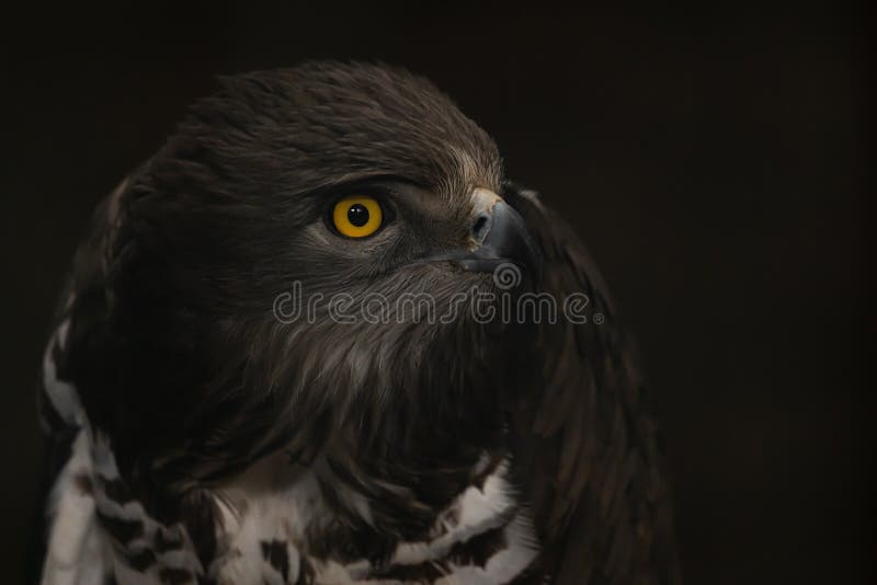 Eagle Face closeup stock photo. Image of feather, bird - 239913446