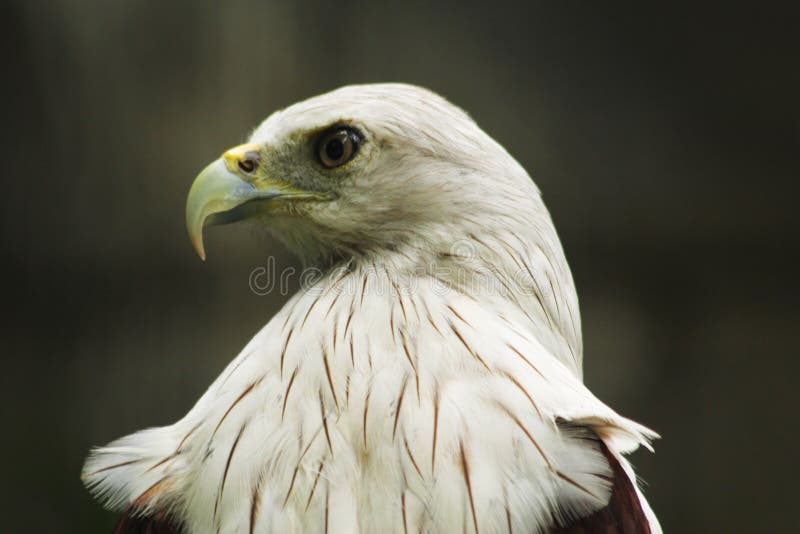 The Eagle Facing Left Side stock photo. Image of blue - 255280880