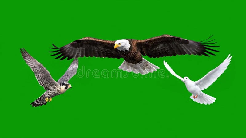 Eagle, Falcon, and Dove Soaring Against Vibrant Green Screen Stock Footage - Video of dove ...
