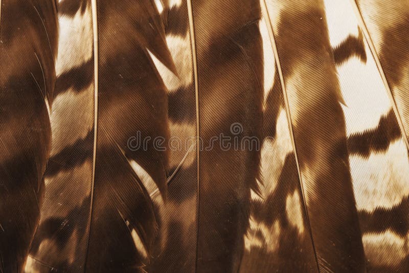 Eagle feathers stock image. Image of natural, birds - 347251359