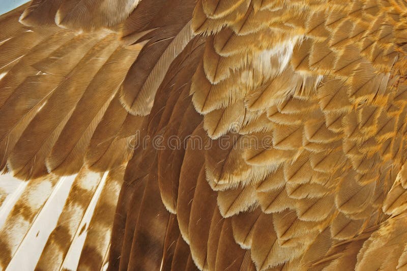 Eagle feathers stock image. Image of eagle, element - 370274063