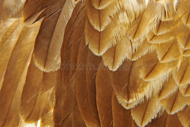 Eagle feathers stock photo. Image of element, biology - 370274192
