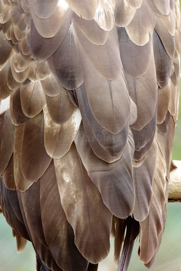 2,045 Eagle Feathers Texture Stock Photos - Free & Royalty-Free Stock ...