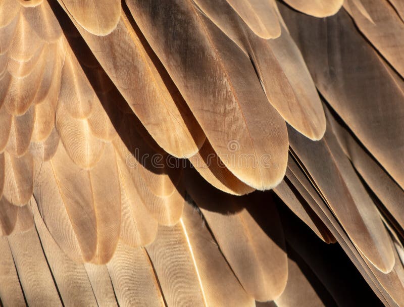 Eagle Feathers As an Abstract Background. Texture Stock Photo - Image ...