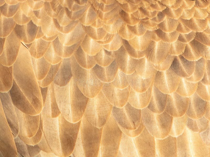 Eagle Feathers As an Abstract Background. Texture Stock Image - Image ...