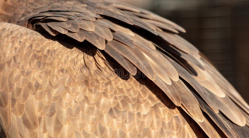 Eagle Feathers As an Abstract Background. Texture Stock Photo - Image ...