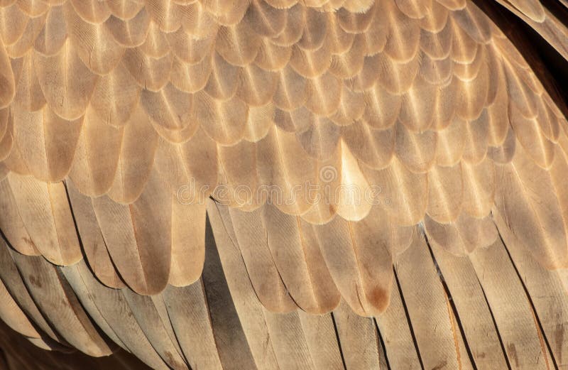 Eagle Feathers As an Abstract Background. Texture Stock Photo - Image ...