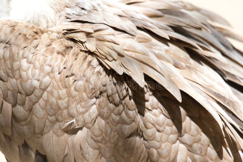 Eagle Feathers As a Background Stock Photo - Image of texture, animal ...