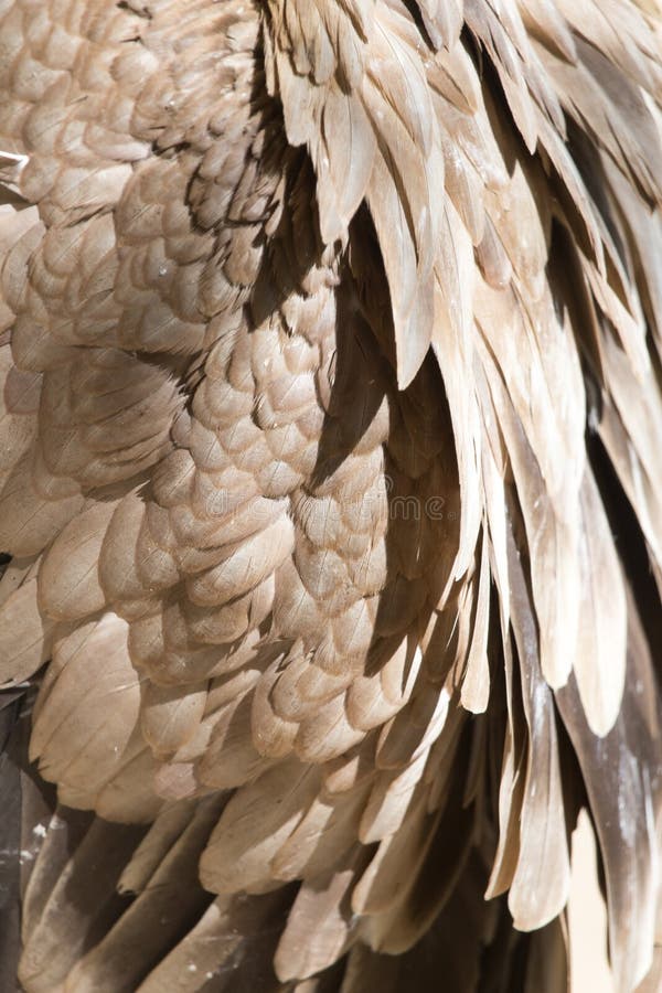 Eagle Feathers Texture Stock Photos - Download 1,420 Royalty Free Photos