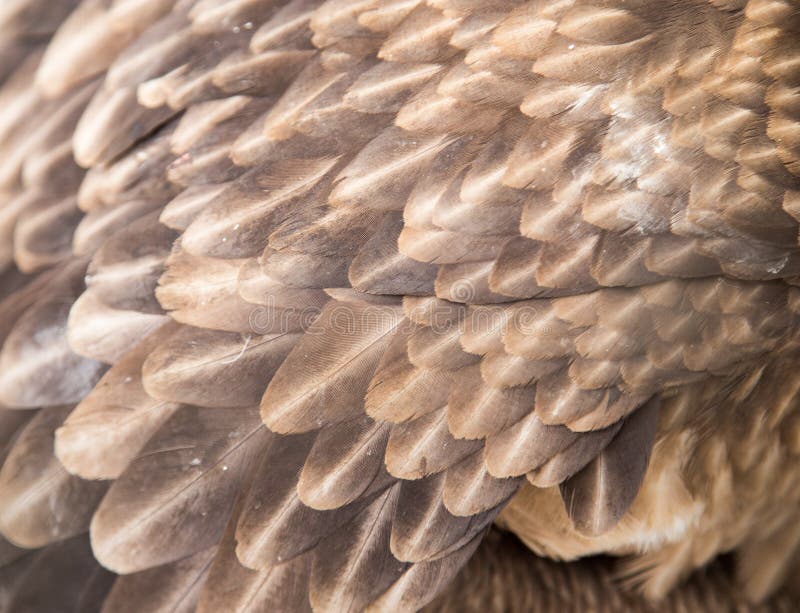 Eagle Feathers Texture Stock Photos - Download 1,420 Royalty Free Photos