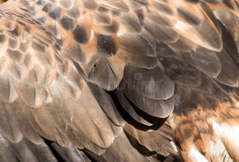 Eagle Feathers on the Wing As a Background Stock Photo - Image of ...