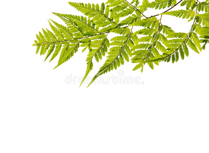 The Eagle Fern Leaf Isolate on White Background, High Resolution Image ...