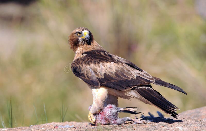 An eagle on the field stock image. Image of adaja, bonelli - 151629011