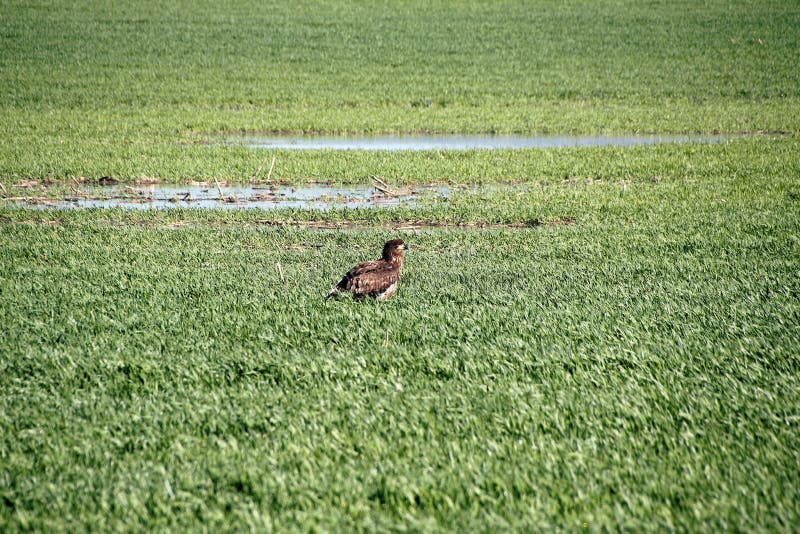 Eagle in the Field stock image. Image of stalking, species - 51512887