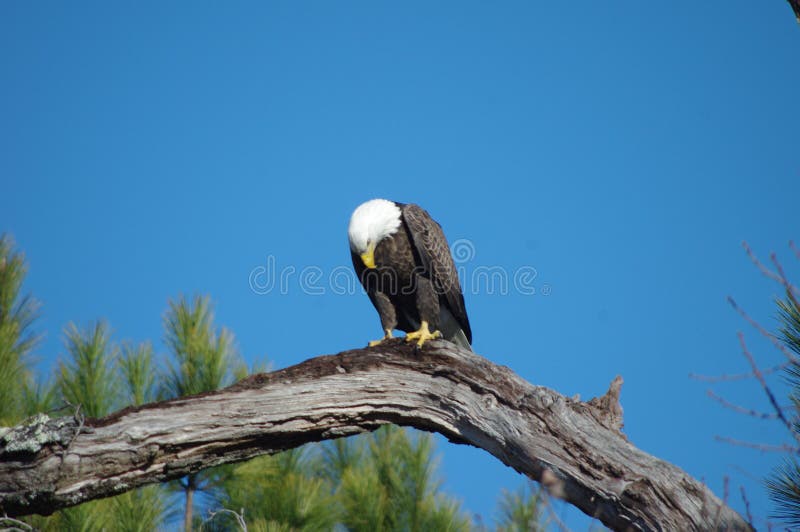 Bald Eagle Catering Pics Stock Photos - Free & Royalty-Free Stock ...