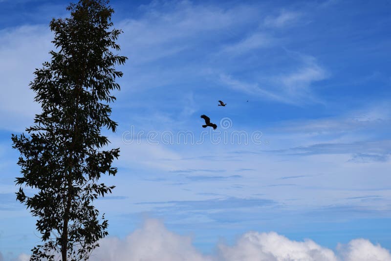 The Eagle Flies between the Trees, in the Sky Stock Image - Image of ...