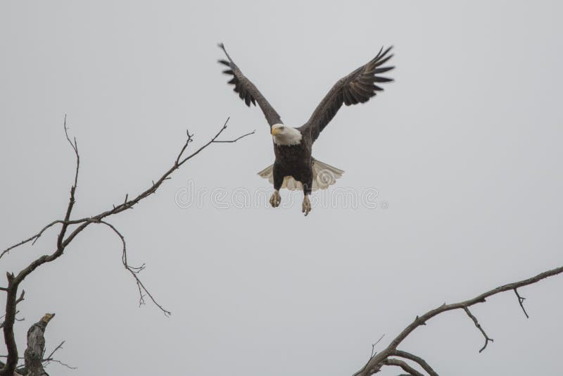 Eagle In Flight Picture. Image: 109917795