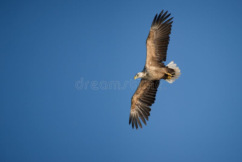 Eagle in Flight stock image. Image of animal, sunset - 28042917