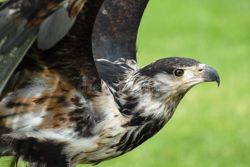Eagle in flight stock photo. Image of nature, natural - 3341544