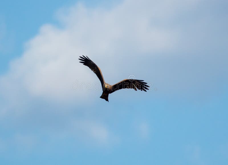 Eagle in Flight Against the Blue Sky. Stock Photo - Image of freedom ...