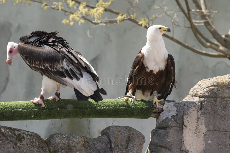 Eagle in flight in Italy stock photo. Image of habitat - 147700036