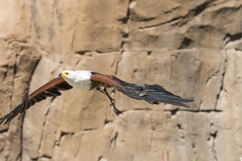 Eagle in flight in Italy stock photo. Image of fauna - 147700728