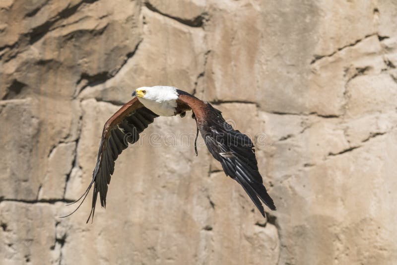 Eagle in flight in Italy stock photo. Image of wildlife - 147700212