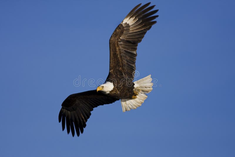 Eagle Fly by stock photo. Image of nature, predator, wings - 10769366