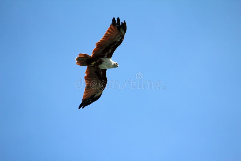 Eagle fly high in the air stock image. Image of spinning - 47958879