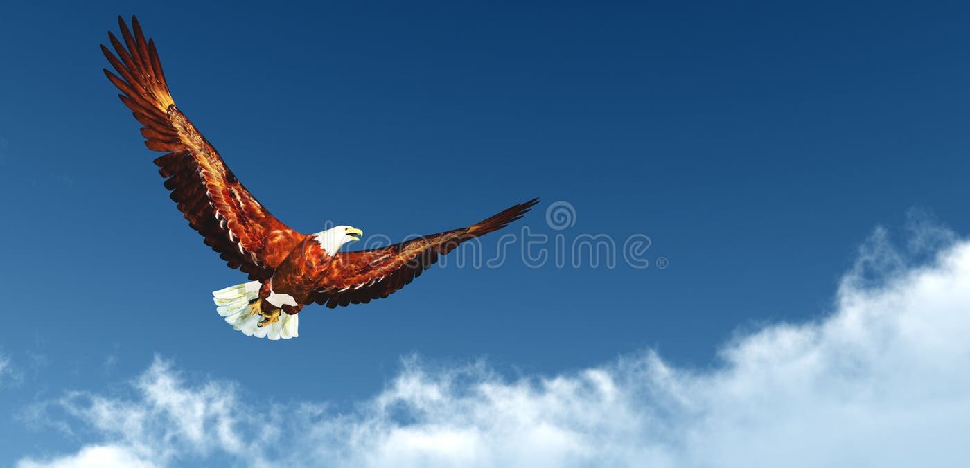 200 Bald Eagle Flying Above Clouds Stock Photos - Free & Royalty-Free ...