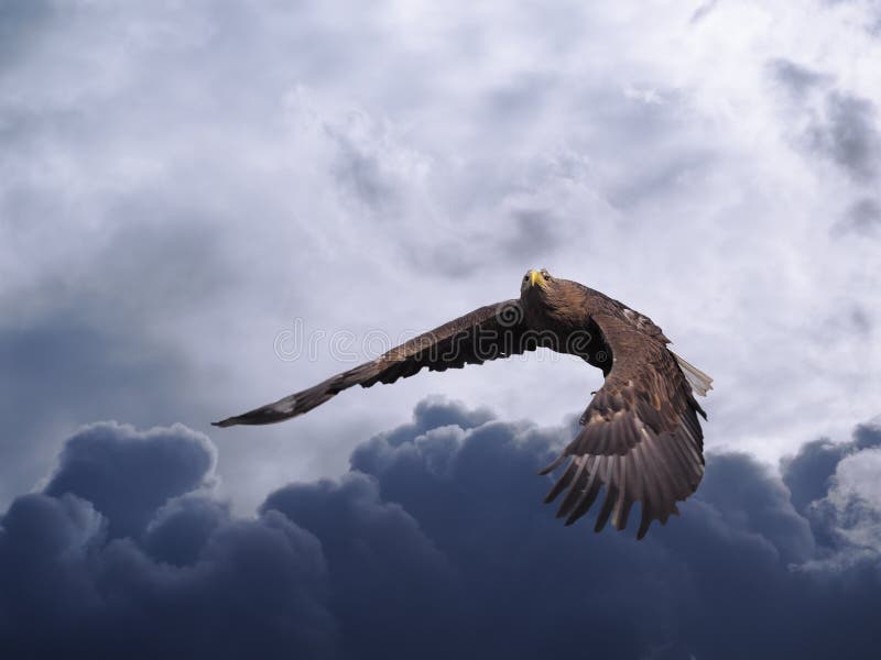 Colorful Eagle stock photo. Image of hunting, alert, brown - 6693532