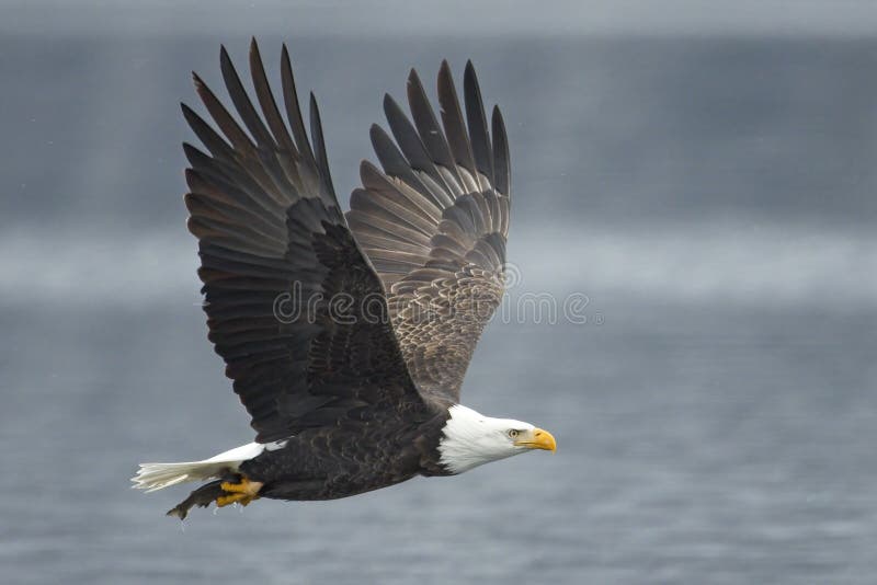 Eagle Flying with Fish in Its Talons Stock Photo - Image of ...