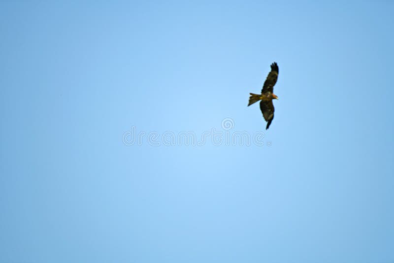 Eagle flying freely stock image. Image of blue, natural - 250249193