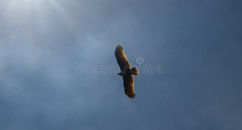 Eagle Flying with Full Wings and Sunlights on Blue Sky Stock Image ...