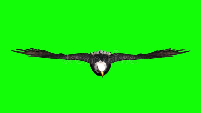 Eagle Flying - 2 Different Views - Green Screen Stock Footage - Video ...
