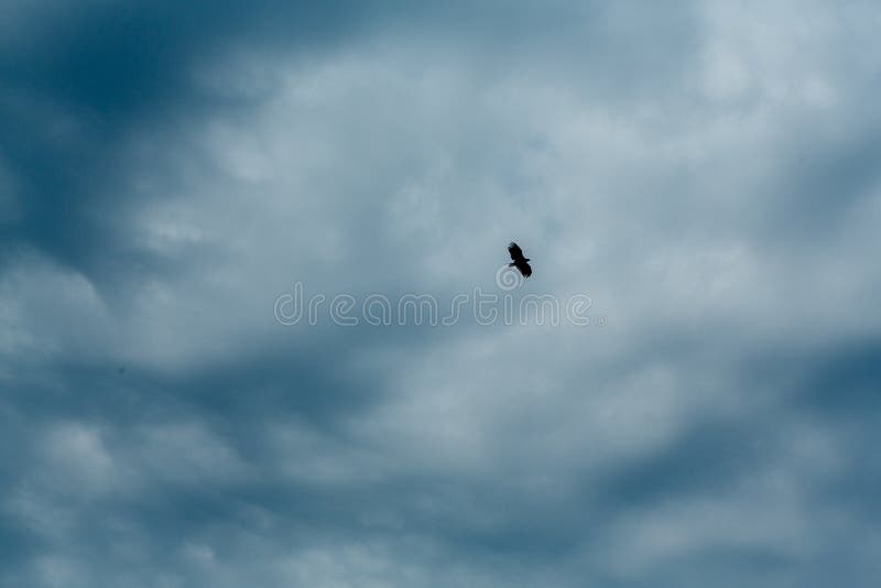 Eagle Flying High in the Blue Sky Stock Image - Image of animal, nature ...