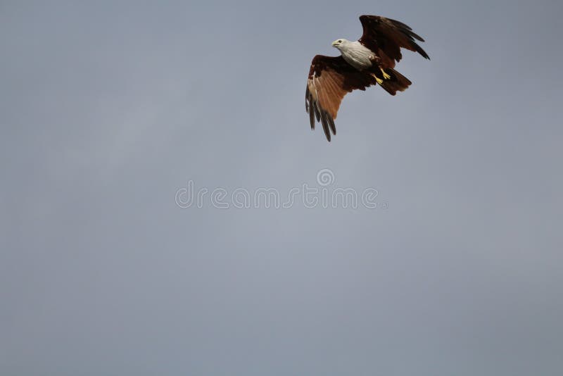Eagle Flying High Wings Open Stock Image - Image of bird, flight: 259617715
