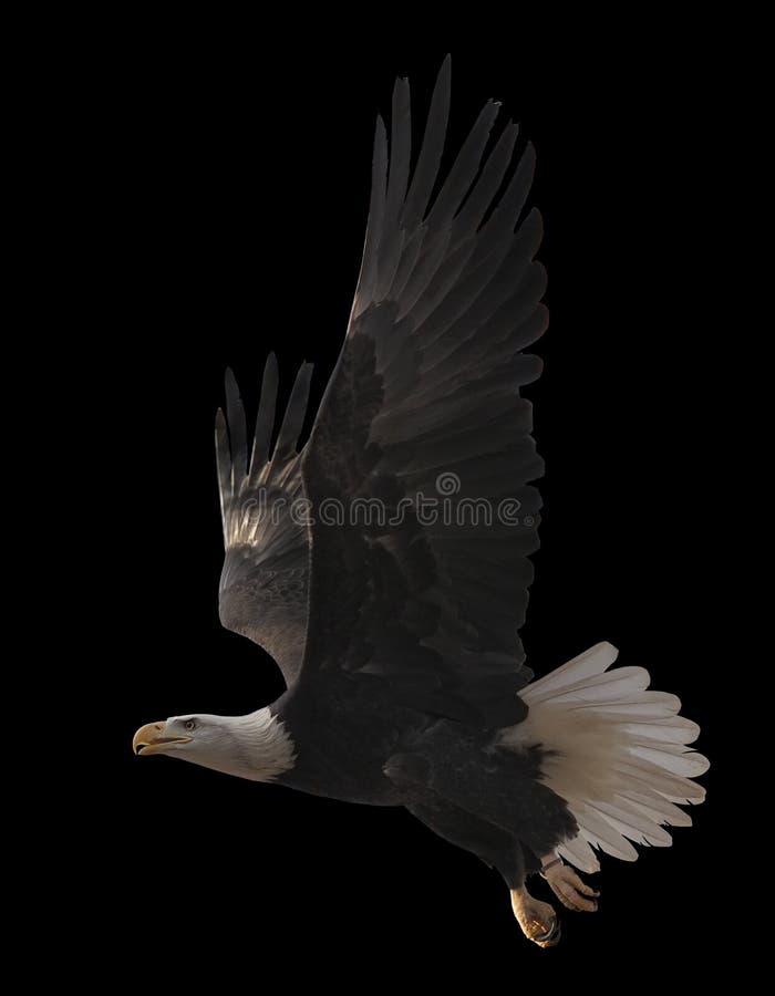 Bald Eagle Black