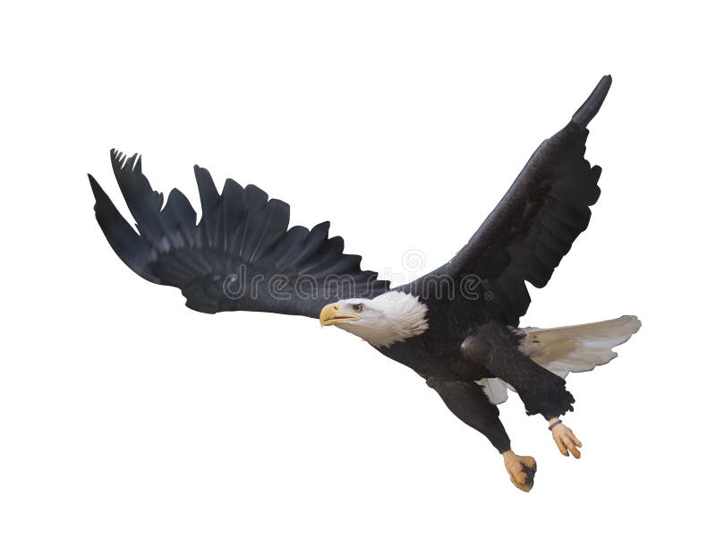 Eagle Flying Isolated at White Stock Photo - Image of attack, american ...