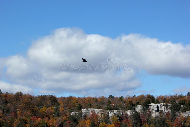Eagle Flying Over Mountains in New York State Stock Image - Image of ...