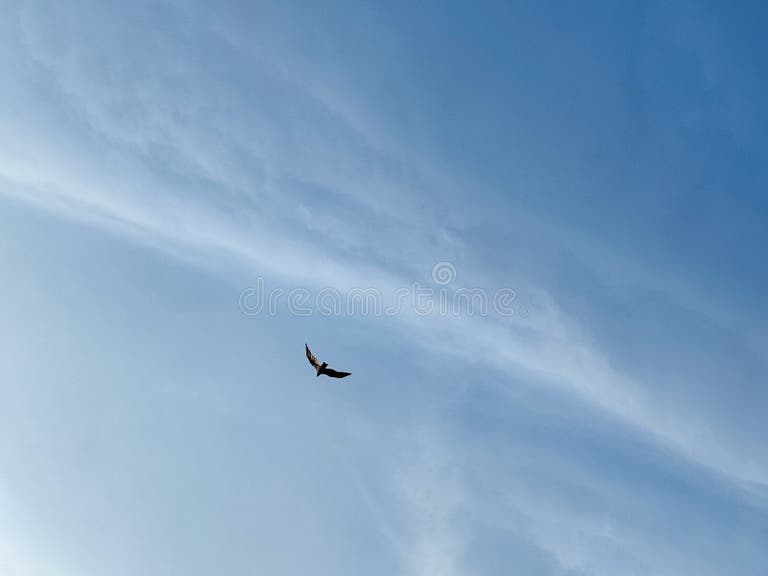 Eagle Flying in the Sky at Noon Stock Image - Image of flying, noon ...