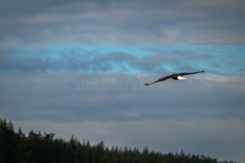 An Eagle Flying through the Sky with Trees in the Background Stock ...