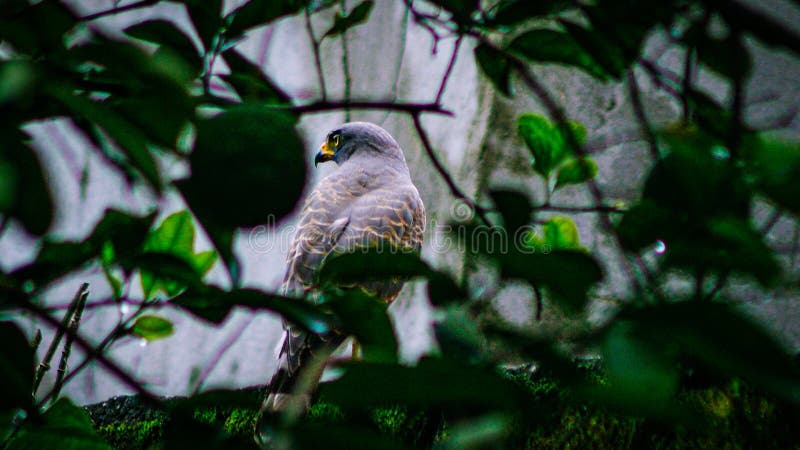 Eagle in the focus stock image. Image of leaf, focus - 209506695